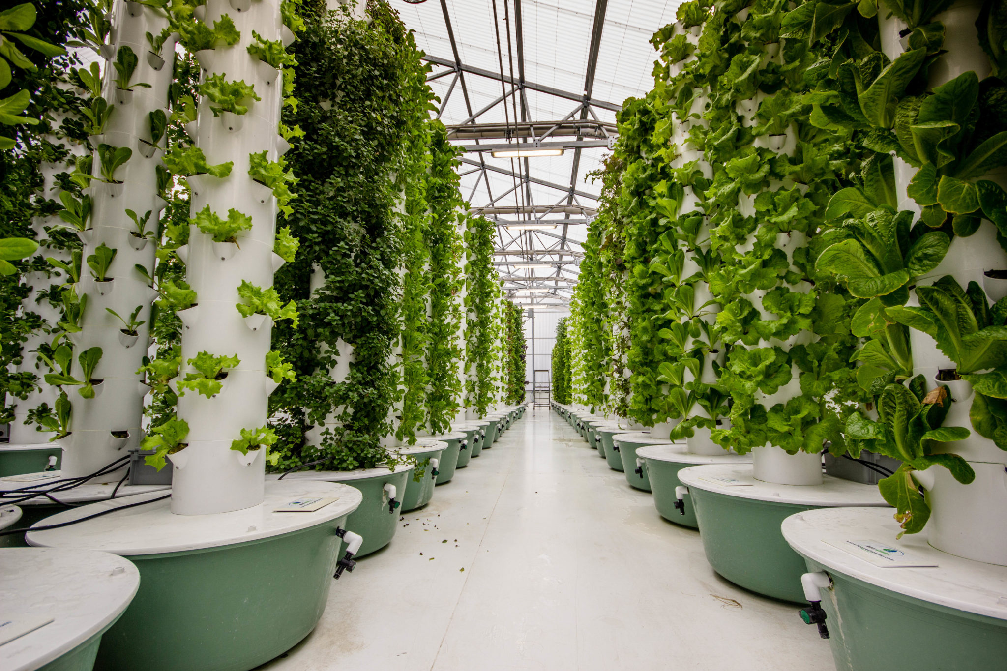 How to Grow your own Cilantro Inside using Hydroponics