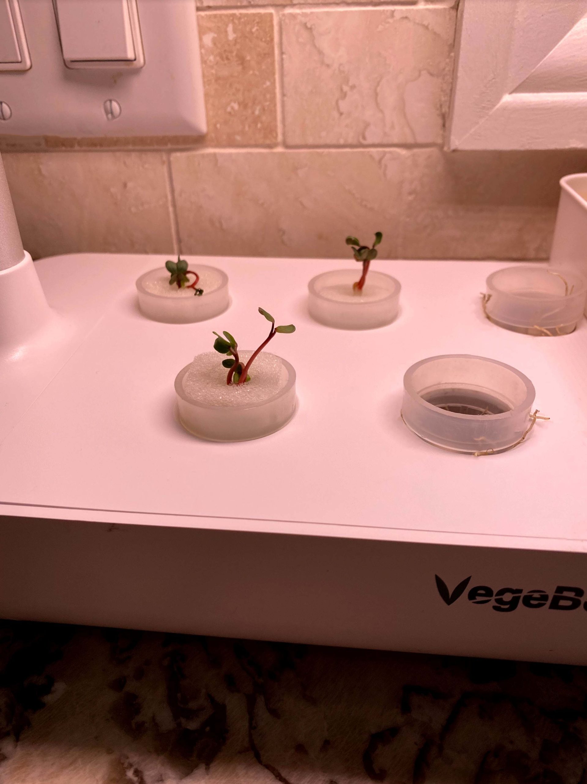 Growing Hydroponic Radishes - Aeroponics Vs Hydroponics