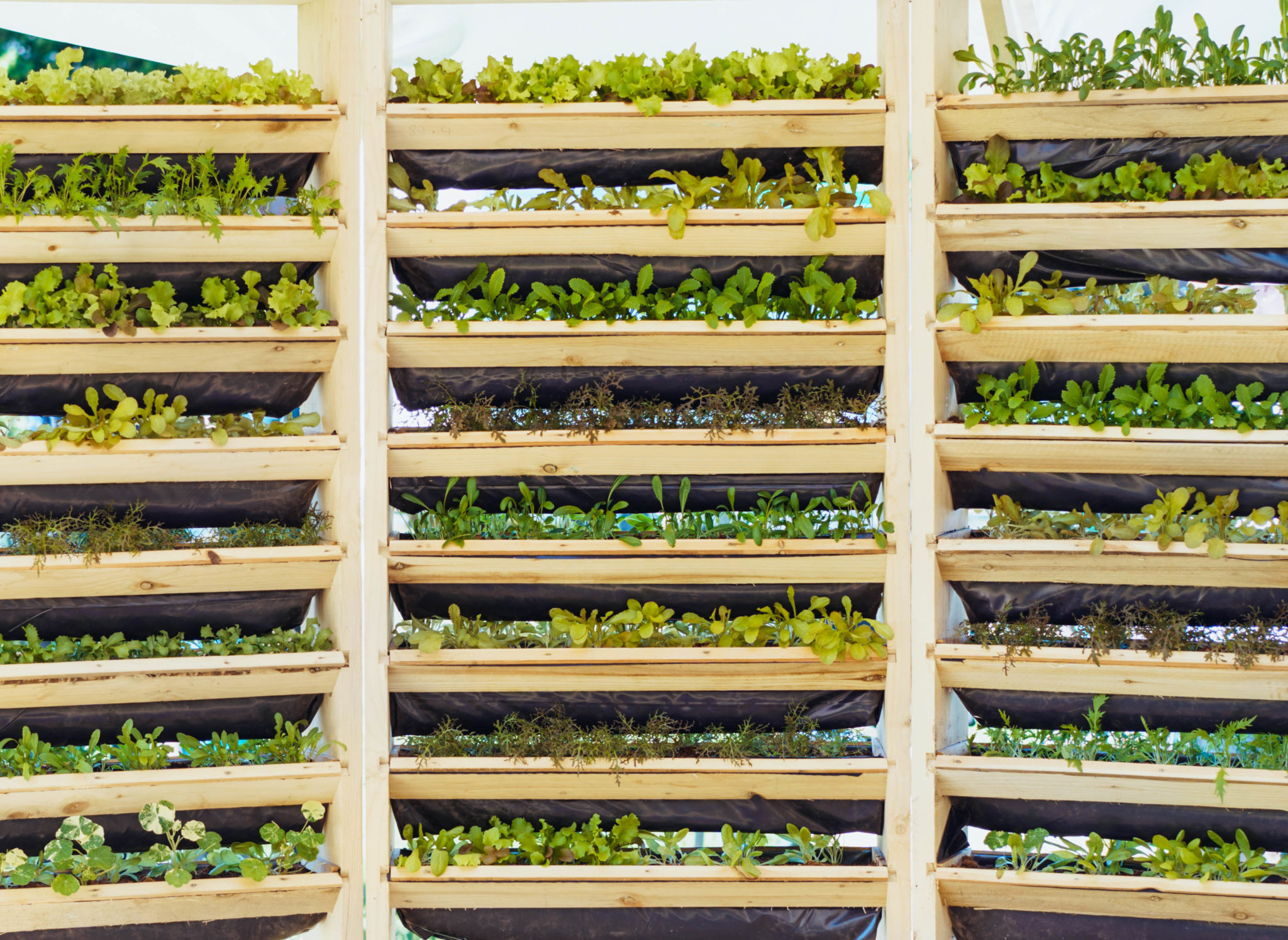 Thyme - Aeroponics Vs Hydroponics